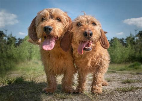 Basset Fauve De Bretagne Goofytails