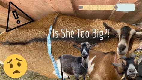 If She Gets Any Bigger This Could Cause Problems YouTube