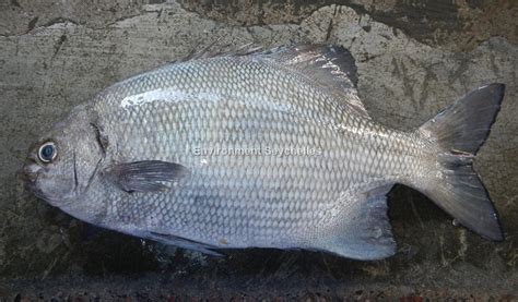 Kyphosus Cinerascens Forsskål 1775 Seatizens