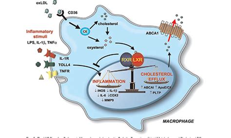 Liver X Receptor Like Receptors Aladdin Scientific