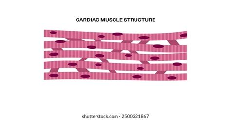 Cardiac Muscle Tissue Structure Myocardium Anatomical Stock Vector Royalty Free 2500321867
