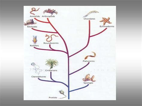 Binomial Classification Of Animals And Taxonomy Ppt