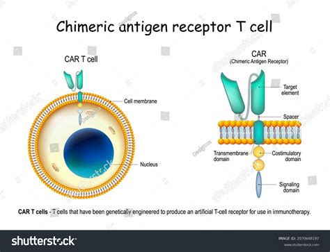Receptor Over 7 206 Royalty Free Licensable Stock Vectors And Vector Art