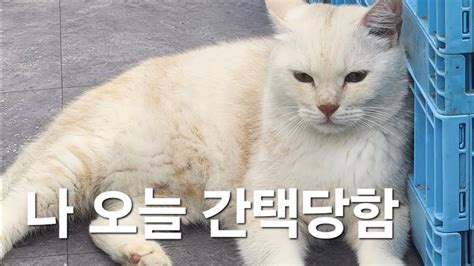 넘 이쁜 동네 슈퍼 고양이 저 오늘 간택당한거 맞죠 💕 🐱 고양이 Cat 냥이 길고양이 Youtube