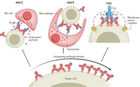 干货分享 生物活性检测系列三：adcc、adcp与cdc 知乎