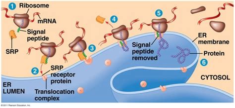 Lecture 2 Protein Targeting From The Cytosol Flashcards Quizlet