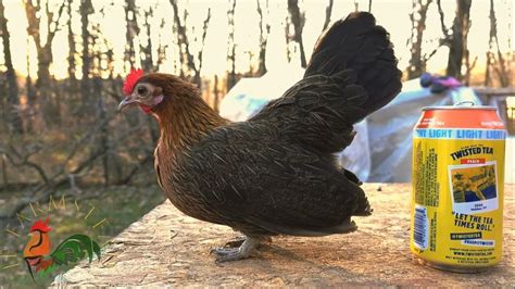 Small Azteca Bantam Red Hen Youtube