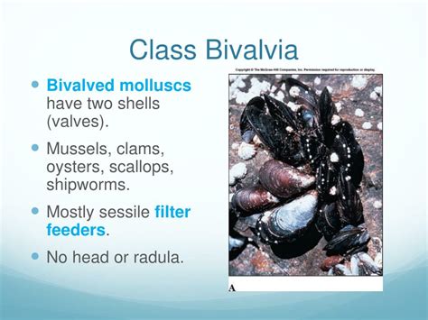 Ppt Molluscs Powerpoint Presentation Free Download Id 4850353