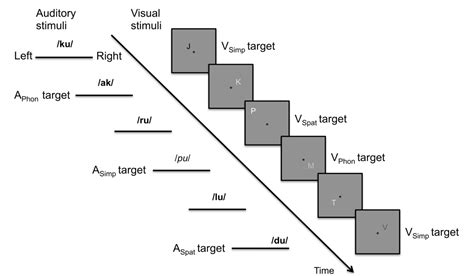 Figure 1 From Brain Activations During Bimodal Dual Tasks Depend On The