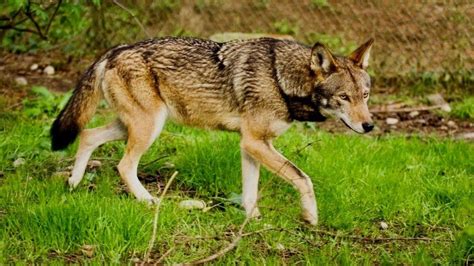 Red Wolf Facts Size Habitat Population And Picture
