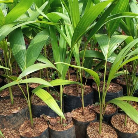 Jual Tanaman Hias Palem Putri Bibit Pohon Palem Putri Shopee Indonesia