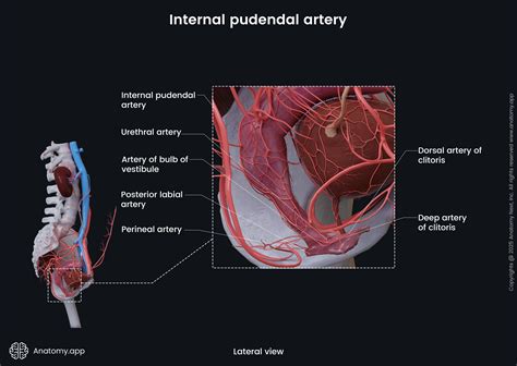 Arteria Pudenda Interna Accessory Pudendal Arteries A Selective Dsa