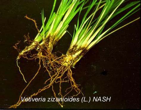 Vetiveria Zizanioides Root Logayurveda