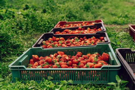잔디에 플라스틱 용기에서 수확 후 많은 신선한 유기농 딸기 0명에 대한 스톡 사진 및 기타 이미지 0명 가득 찬 건강한 식생활 Istock
