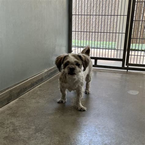 Mesquite Nv Animal Control Update Adopted If Youd Like To