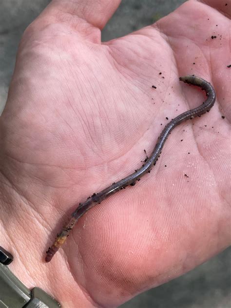 Reddit The Heart Of The Internet