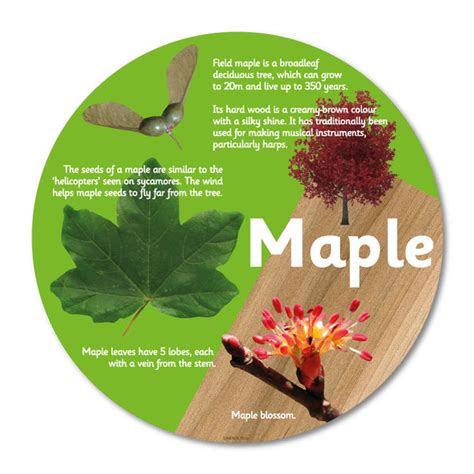 Identifying Tree Signs