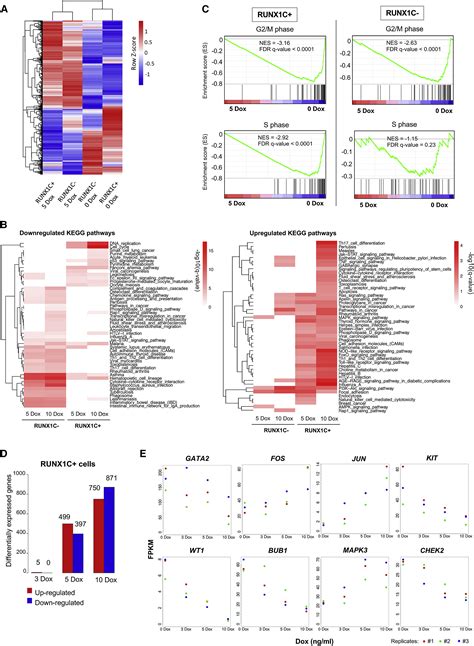 Expression Of Runx1 Eto Rapidly Alters The Chromatin Landscape And Growth Of Early Human Myeloid