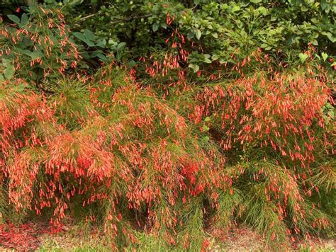 Russelia St Elmos Fire Firecracker Plant Milaegers