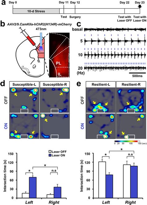 Recovery Of Sociability In Susceptible Mice By Photostimulation Of Left