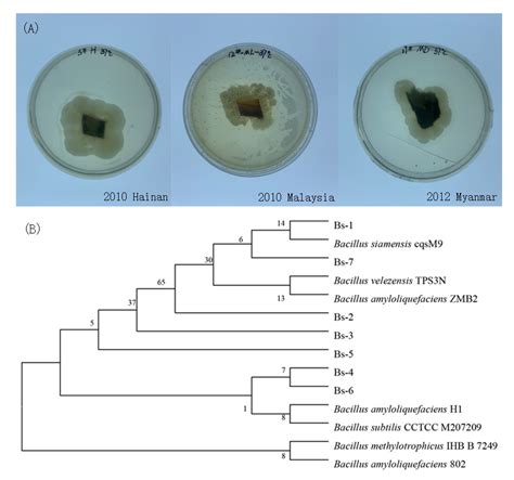 Saprophytic Bacteria