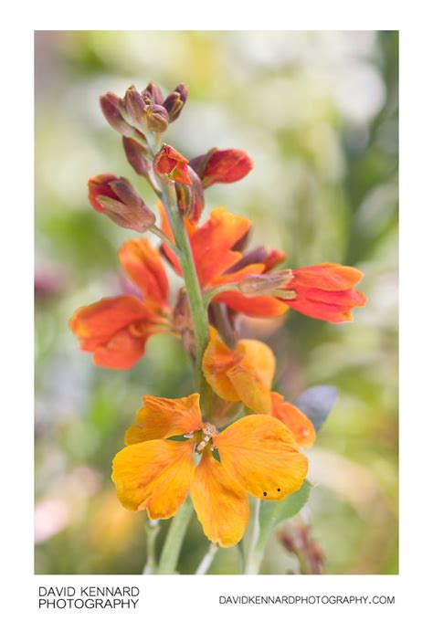 Aegean Wallflower Erysimum Cheiri Flowers · David Kennard Photography
