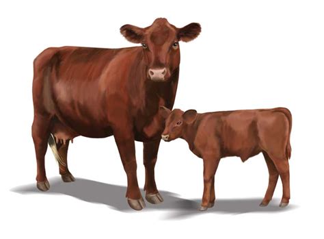 Red Poll Cattle Heritage Livestock Breeds Mother Earth News