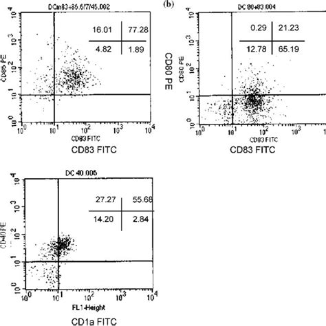 Generation Of Dendritic Cells The Dendritic Cells Exhibited The Cd83