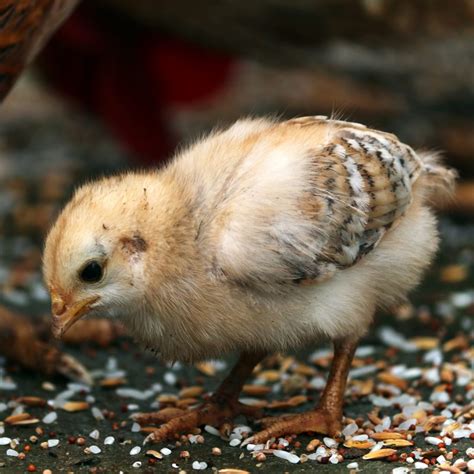 Namna Ya Ufugaji Wa Kuku Wa Kienyeji Tanzania