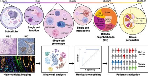 levels of information and analysis workflow for high multiplex tissue