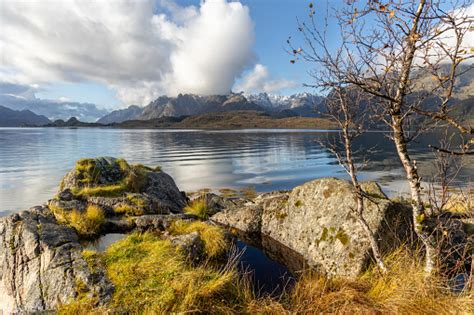 가을 날에 노르웨이 로포텐 제도의 피요르드 근처에서 자라는 단풍의 아름 다운 황금빛 자작 나무 0명에 대한 스톡 사진 및 기타 이미지 Istock