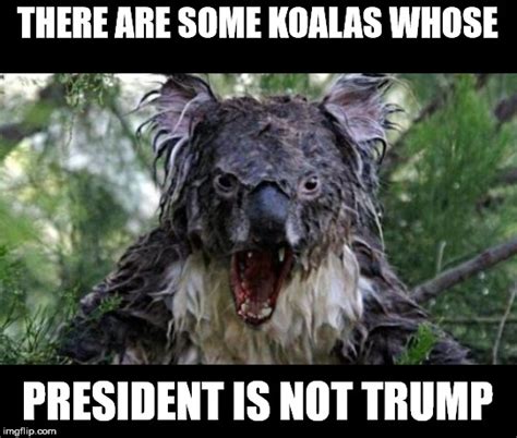 Scary Koala Meme