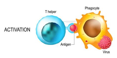 Helper T Cells Diagram