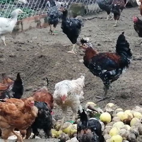 Domaća kokošja pašteta (bez konzervansa, bez soje)