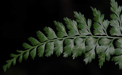 Asplenium Cuneatum Lachaussetterougeover