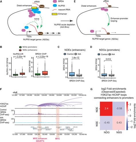 Nup93 Promotes Brd4 Recruitment To Active Enhancers To Activate Gene Download Scientific