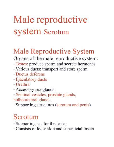 Reproductive Male 6 Male Reproductive System Scrotum Male