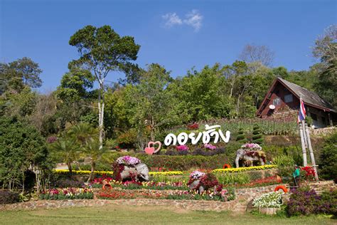 เที่ยวดอยช้าง เชียงราย จิบกาแฟสดอร่อยเข้มข้น ชมวิวป่าเขาสวย