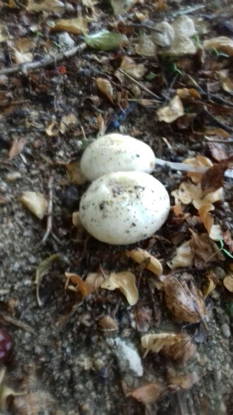 فطر العرجون Podaxis pistillaris Food Breakfast Eggs