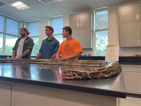 Conservancy Measures Longest Burmese Python Ever Captured Conservancy Of Southwest Florida