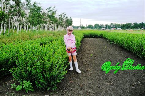 Купить кизильник блестящий оптом.Живая изгородь кизильник блестящий.