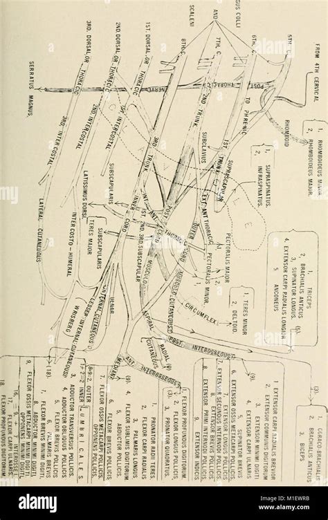 Anatomy In A Nutshell 1905 Provides A Concise Overview Of Human Anatomy Focusing On Its
