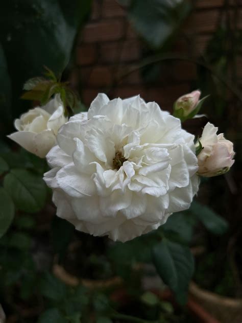 경치 고요한 관상용 식물 꽃 꽃 사진 꽃무늬 꽃잎 낭만적인 녹지 다년생 대칭의 뒤뜰 무성한 버드 나무 부드러운 부드러운 색조 분홍색 섬세한