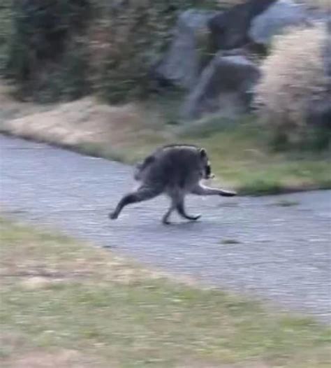 Jimothy The Deformed Seattle Raccoon Creeps Out Residents As Vet