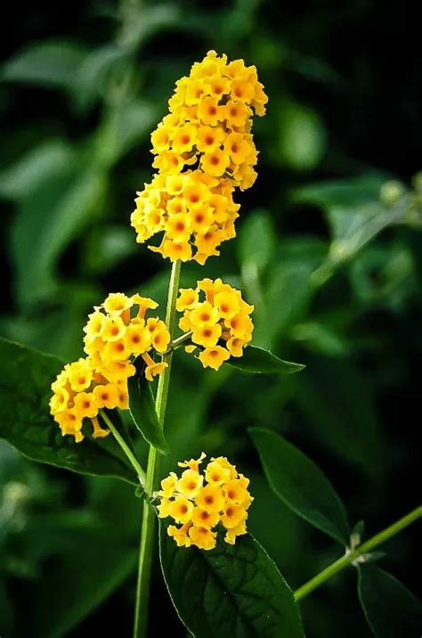 Yellow Butterfly Bush Flower