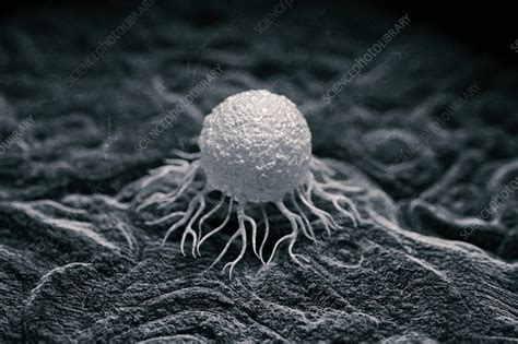 Cancer Cell Illustration Stock Image F0399948 Science Photo Library