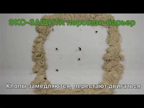 Порошок-барьер «Экозащита» против клопов, как он действует? - YouTube