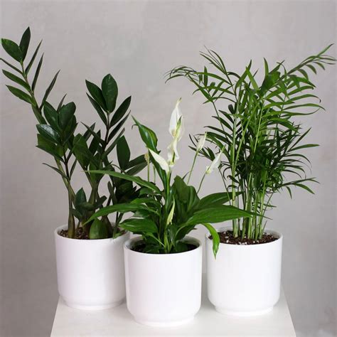 Лента цветы в горшках — купить по низкой цене на Яндекс Маркете