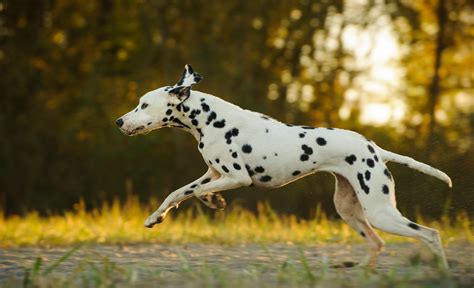 Dalmatian Mix Breeds