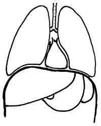 The Art Of Breathing Drawing The Diaphragm